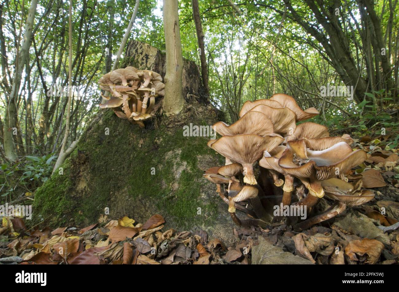 Fruiting body of honey fungus (Armillaria mellea) growing on the stool ...