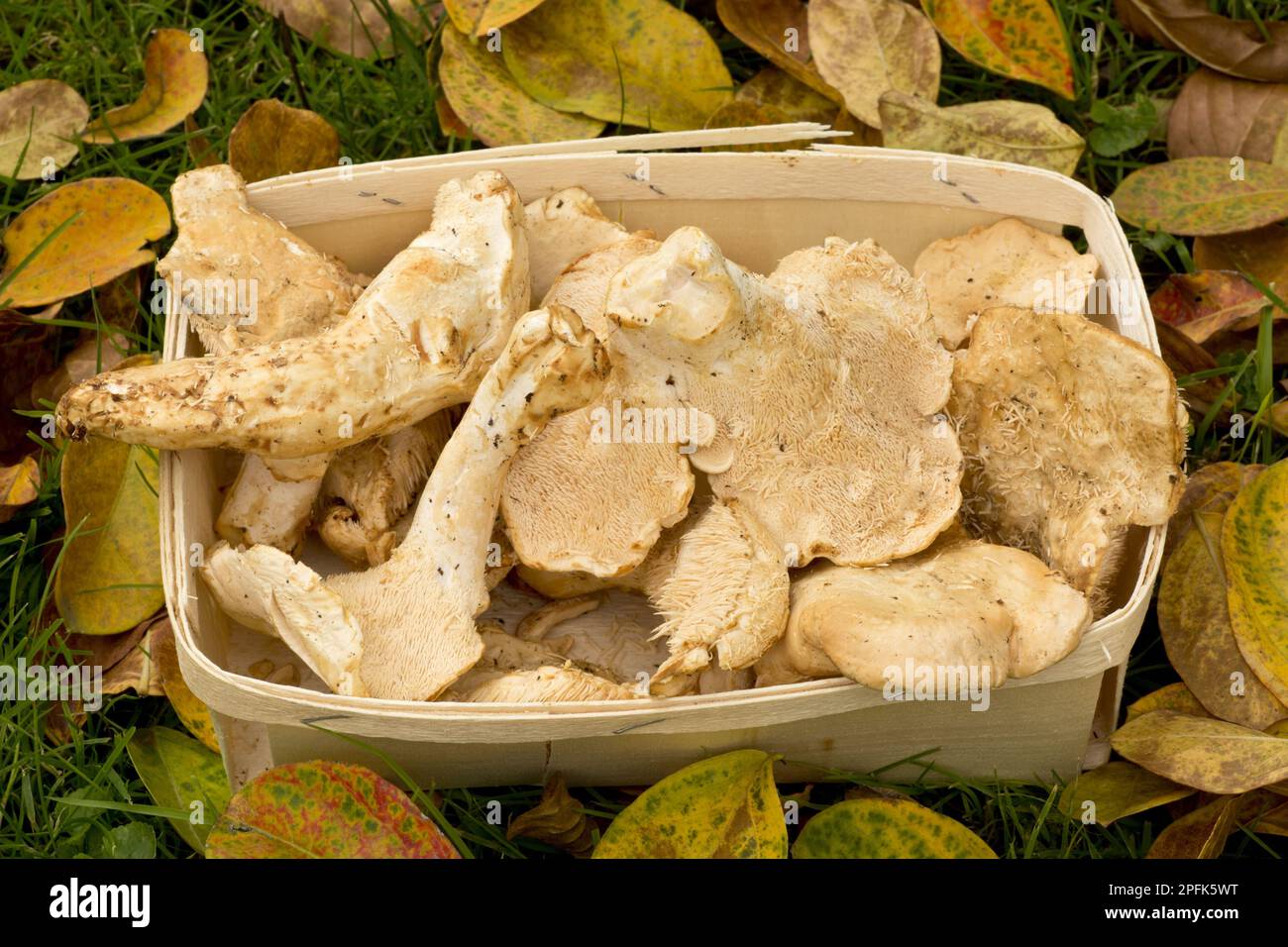 Wood Hedgehog (Hydnum repandum) fruiting bodies, collected for sale ...