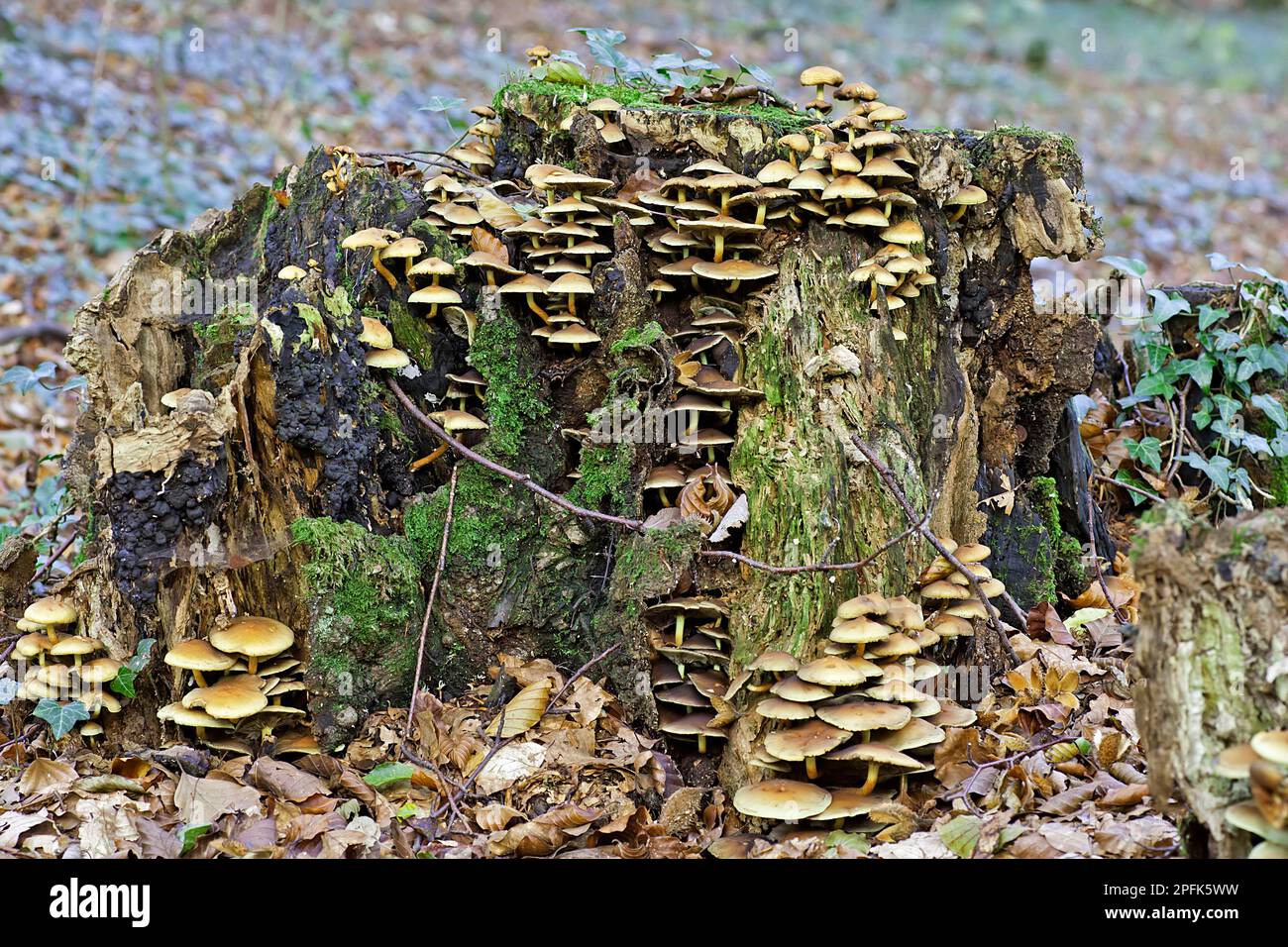 Honey honey fungus (Armillaria mellea) fruiting body, growing on rotten ...
