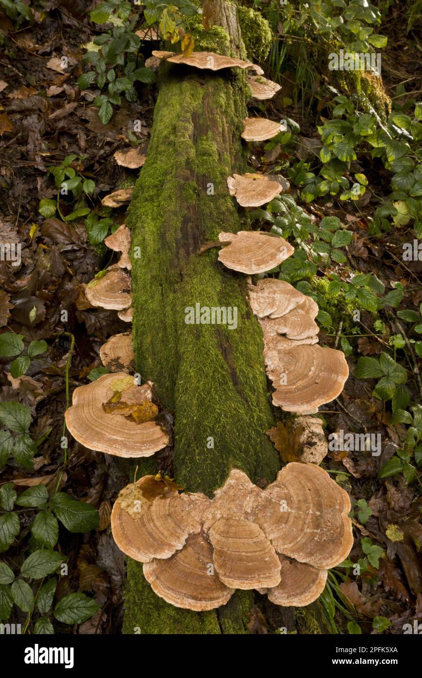 Fungus on oak tree trunk hi-res stock photography and images - Alamy