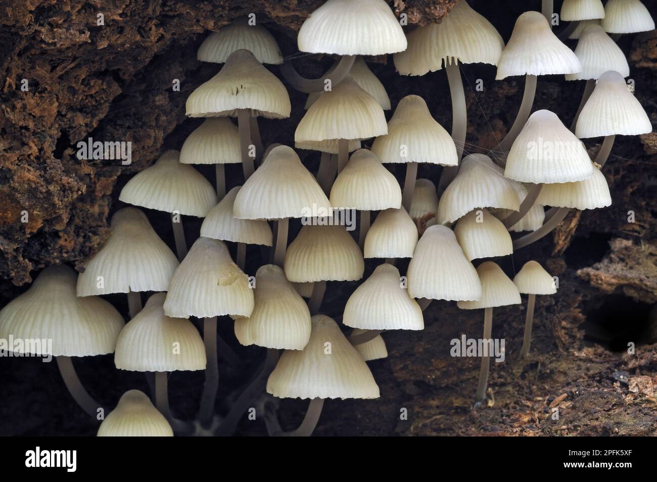 White Milking Bonnet (Mycena galopus var. candida) fruiting bodies ...