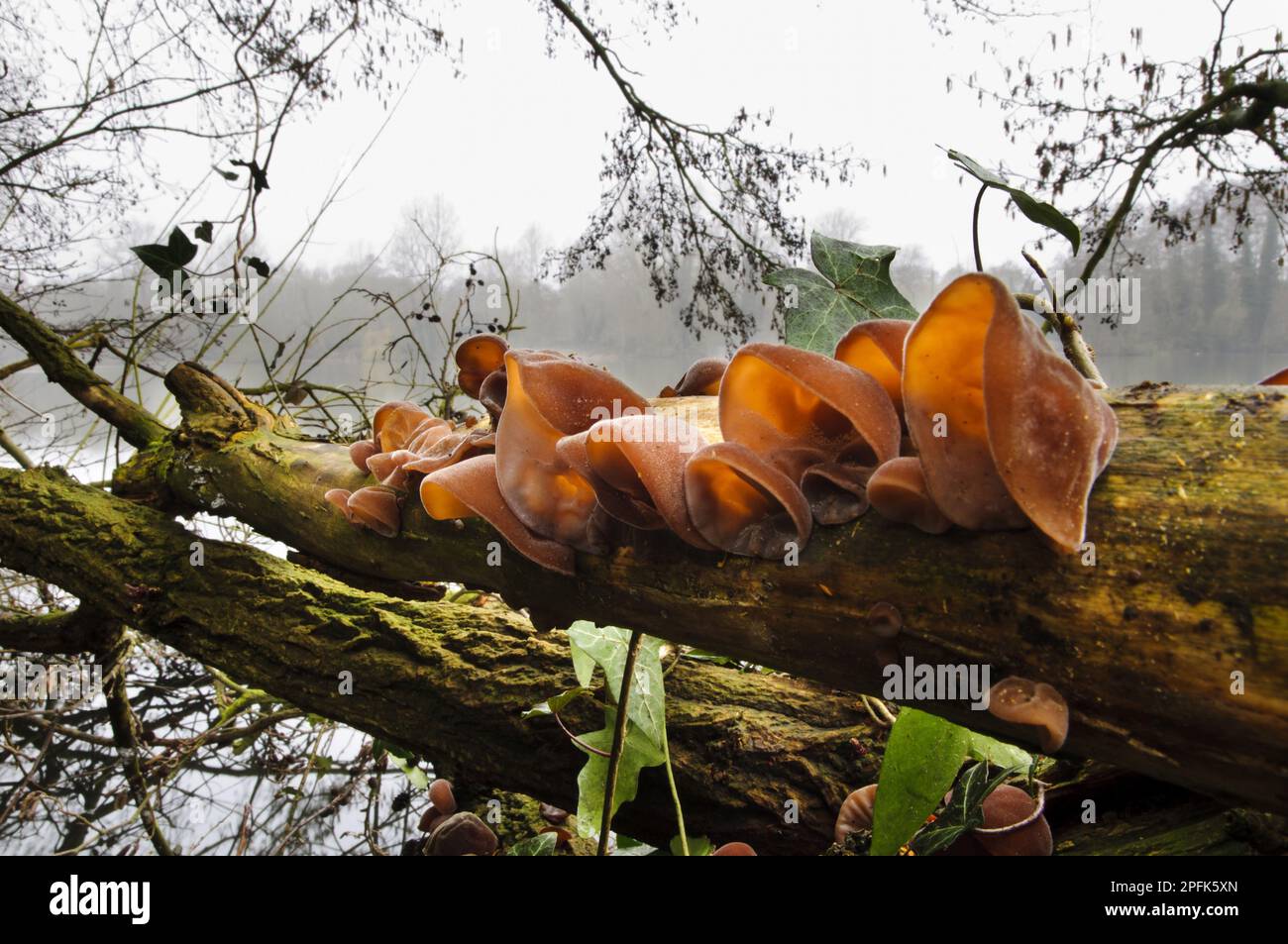Mole mushroom (Auricularia auricula-judae) fruiting body, growing on ...