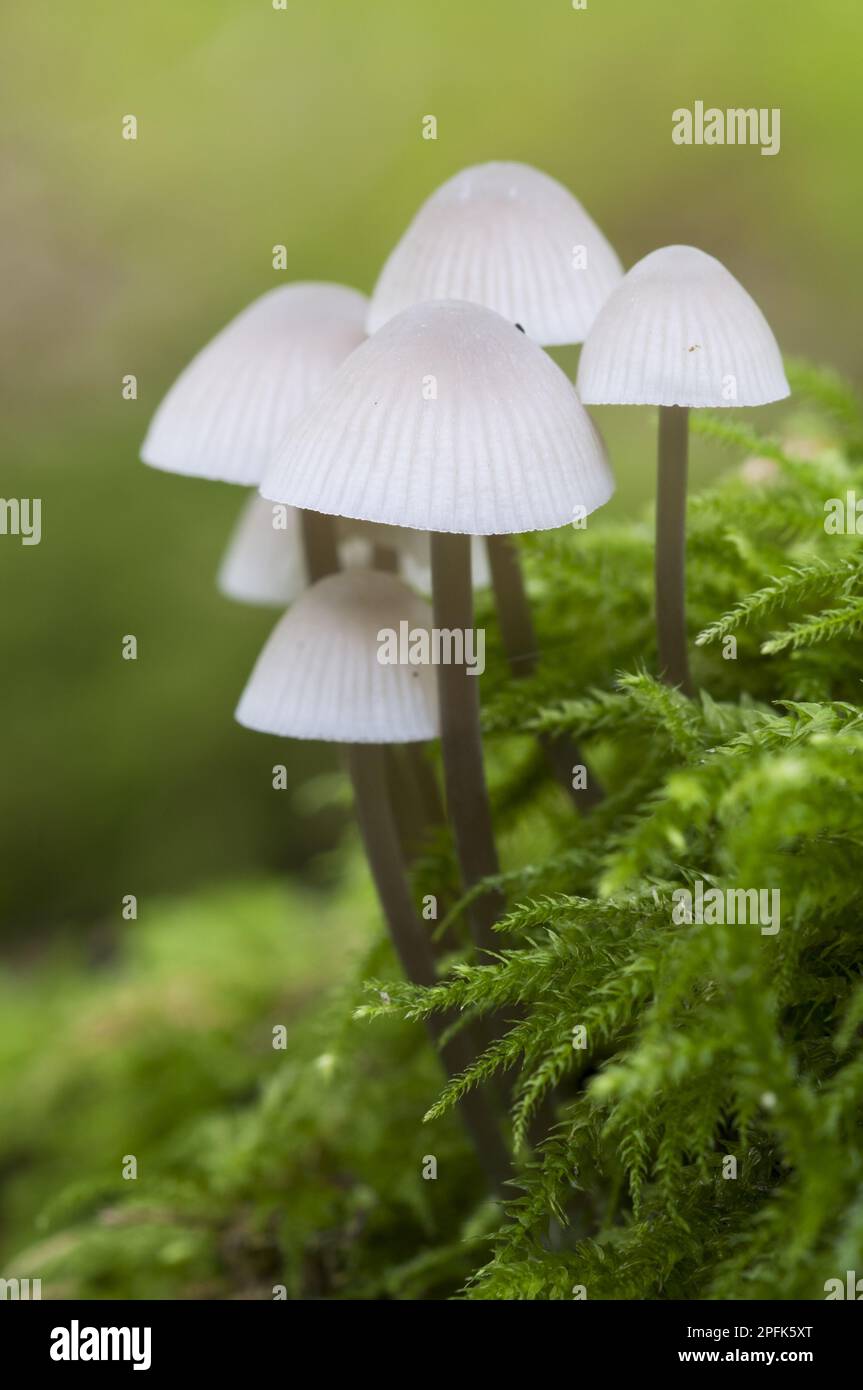 White Milking milking bonnet (Mycena galopus) fruiting body, growing ...