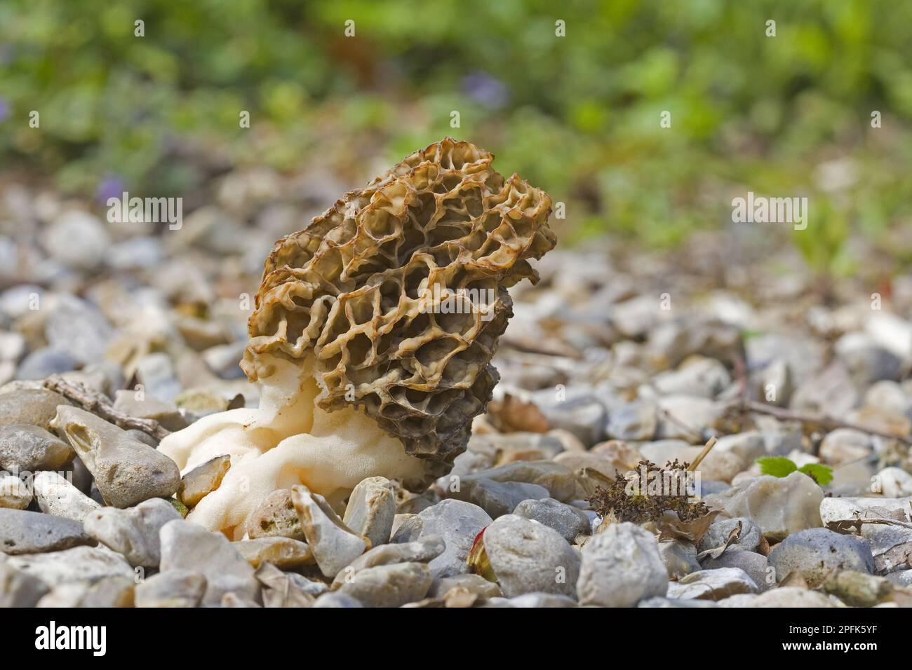 Common Morel (Morchella esculenta) fruiting body, growing on shingle ...
