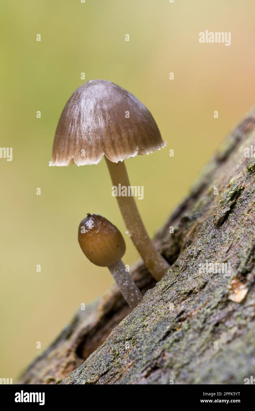 Clustered bonnet mycena inclinata hi-res stock photography and images ...