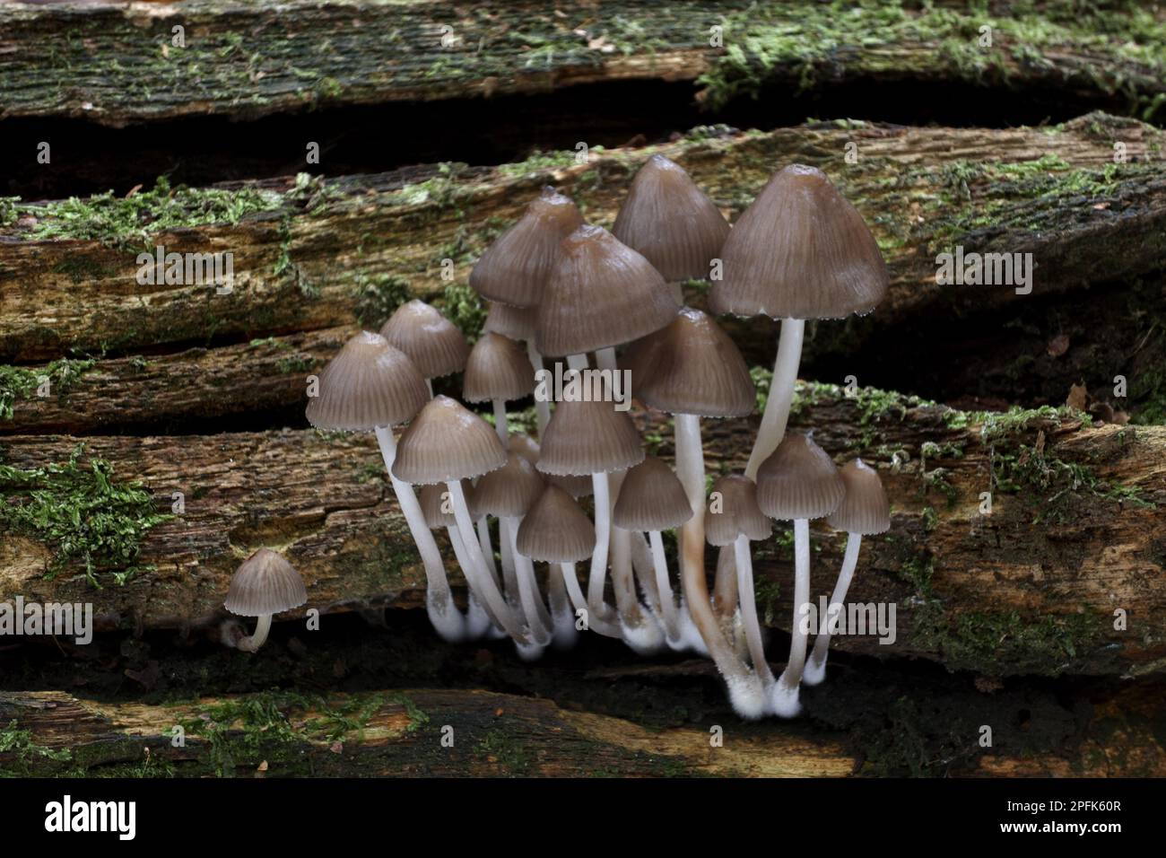 Clustered Bonnet (Mycena inclinata) fruiting bodies, group growing on ...