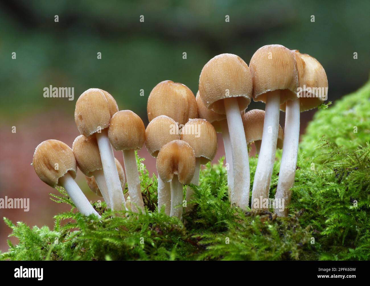 Glistening Mica Cap Coprinus Micaceus Fruiting Body Growing On Moss Covered Deadwood