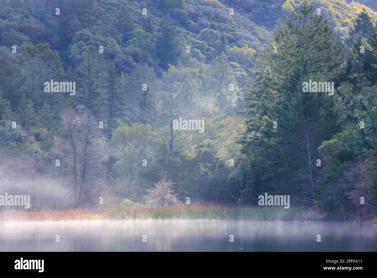 Early morning mist rises from lake by green forested hillside Stock ...