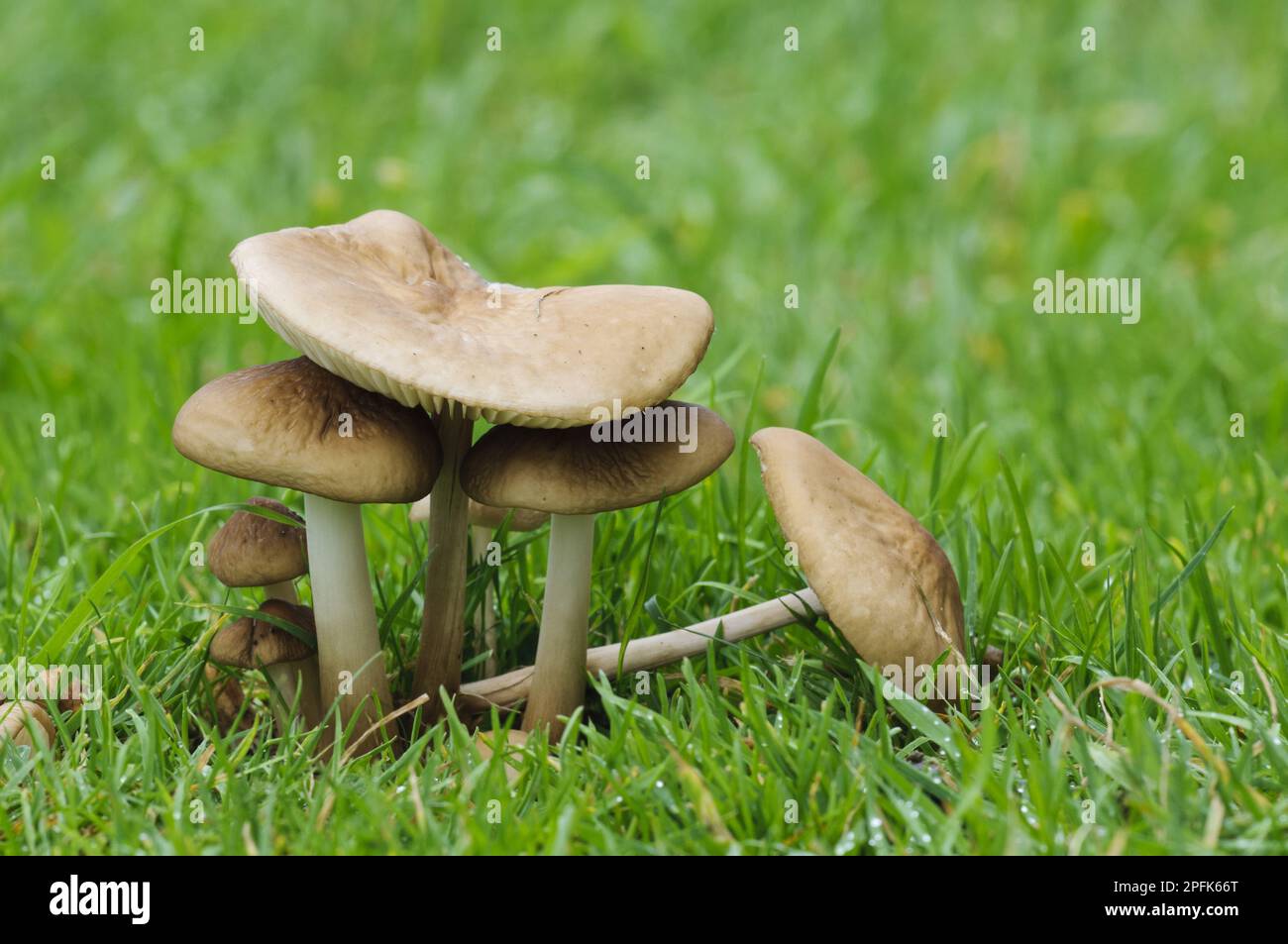 Root slime ruffle hi-res stock photography and images - Alamy