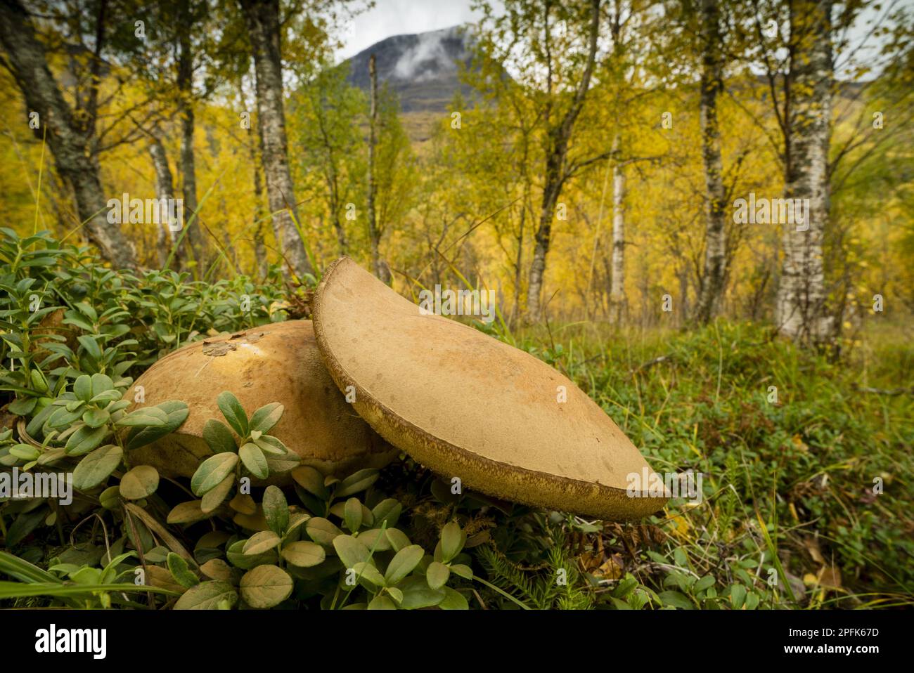 Boletus scaber, Krombholzia scabra, Boletus leucophaeus, birch bolete ...