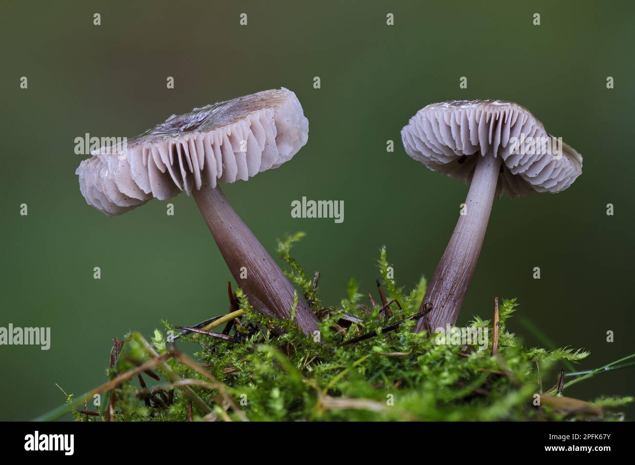 Lilac bonnet (Mycena pura) two fruiting bodies, growing among moss ...