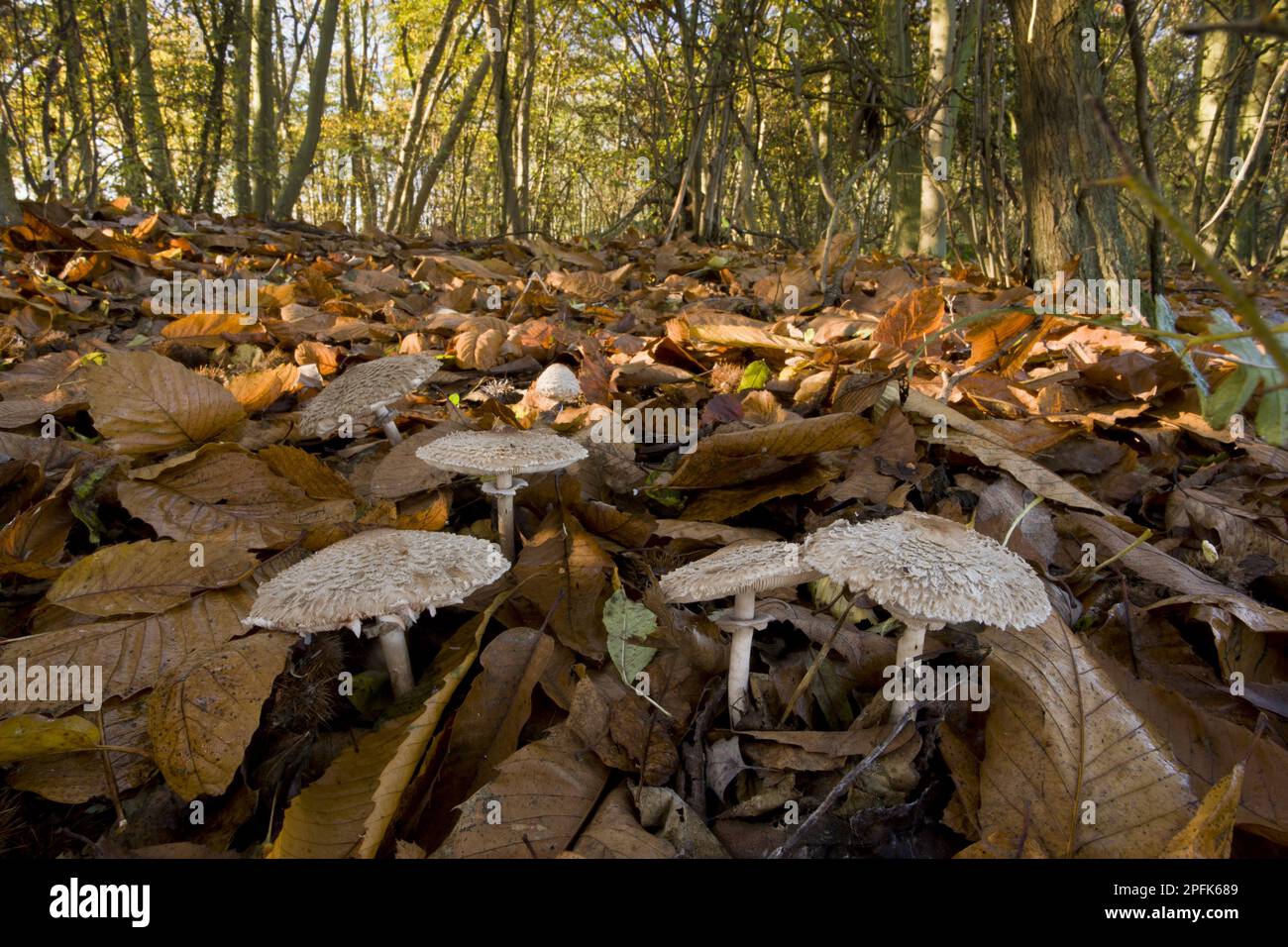 Shaggy Parasol (Macrolepiota rhacodes) fruiting bodies, growing amongst ...