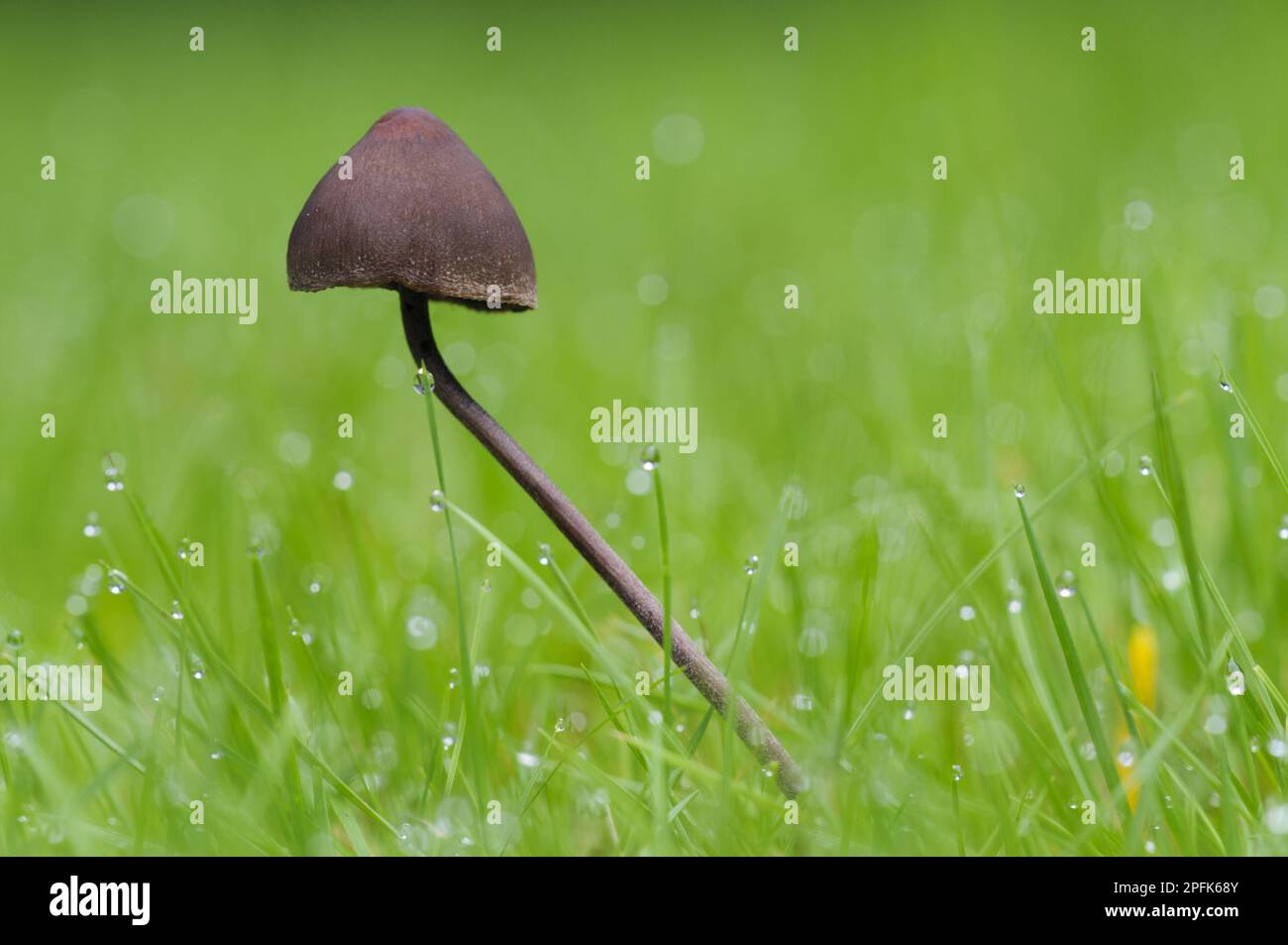 Turf Mottlegill (Panaeolus fimicola) fruiting body, growing amongst dew ...