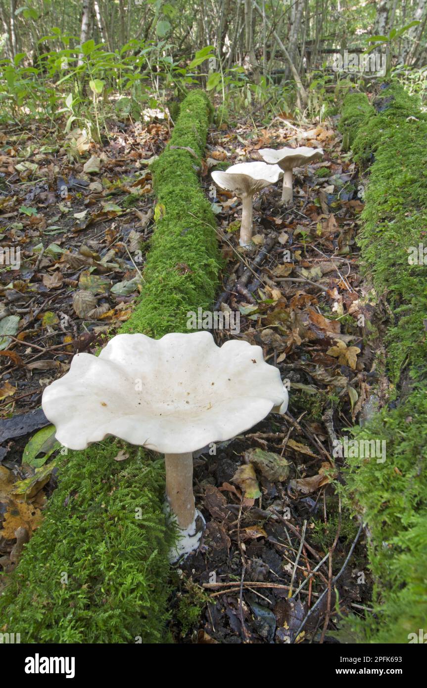 Funnel fruit bodies (Clitocybe geotropa) growing on the ground of a ...
