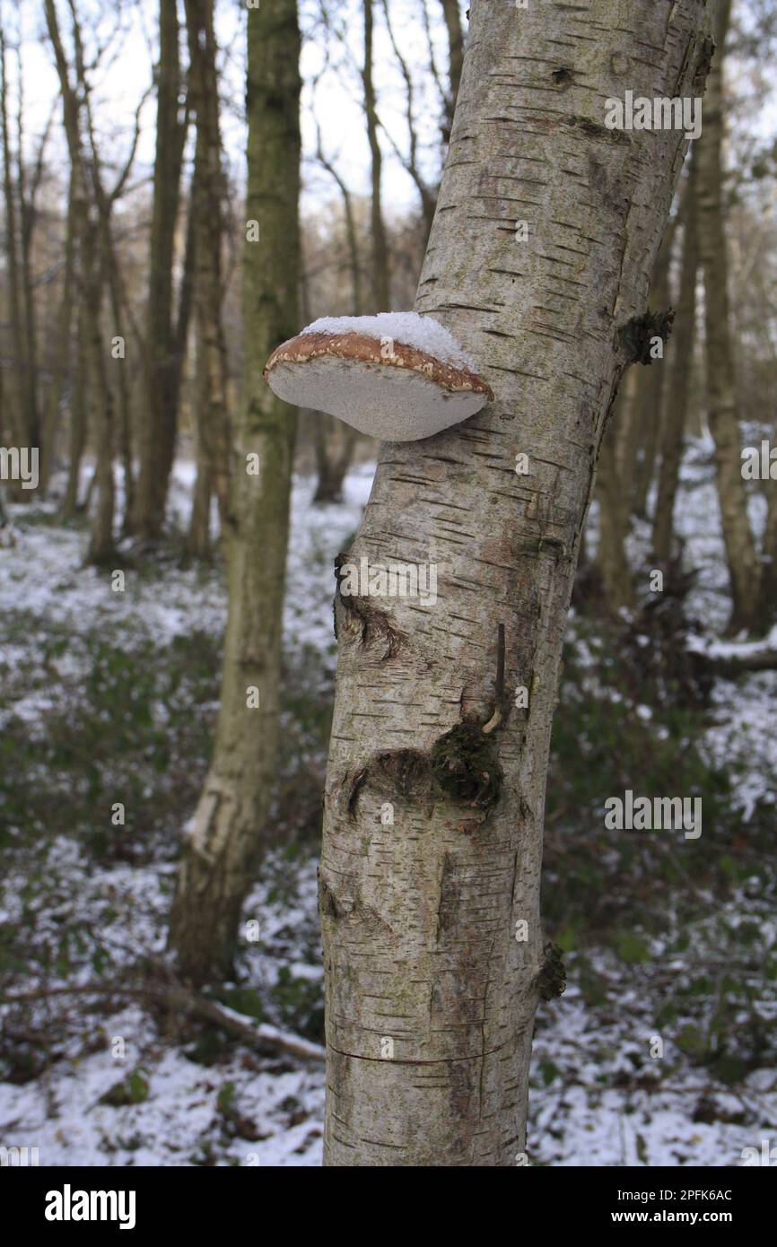 Birch polypore (Piptoporus betulinus) fruiting body growing on the ...