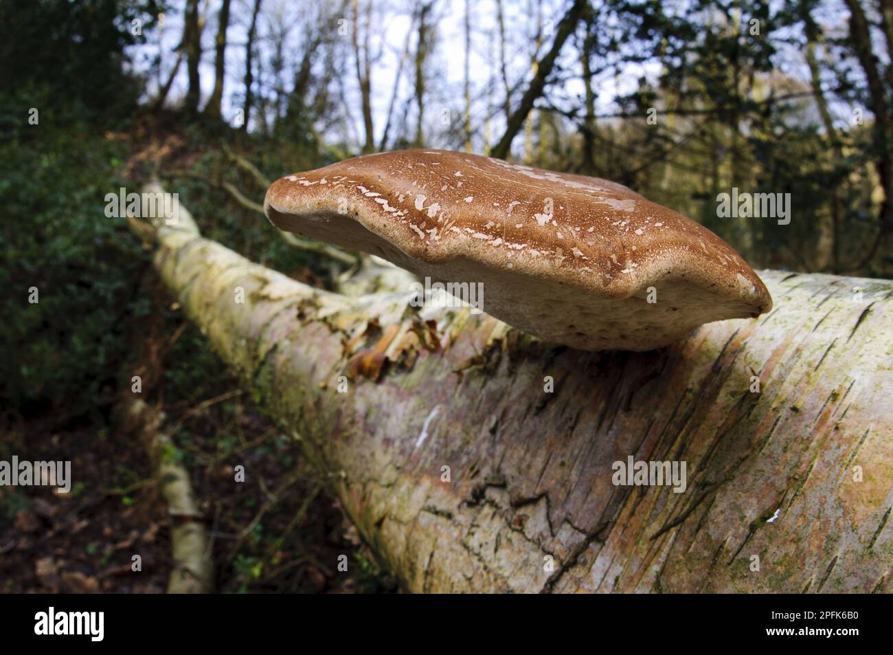 Birch Polypore (Piptoporus betulinus) fruiting body, growing on fallen ...
