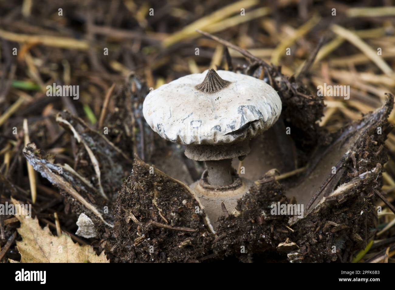 Striate Earthstar (Geastrum striatum) fruiting body, growing in leaf ...