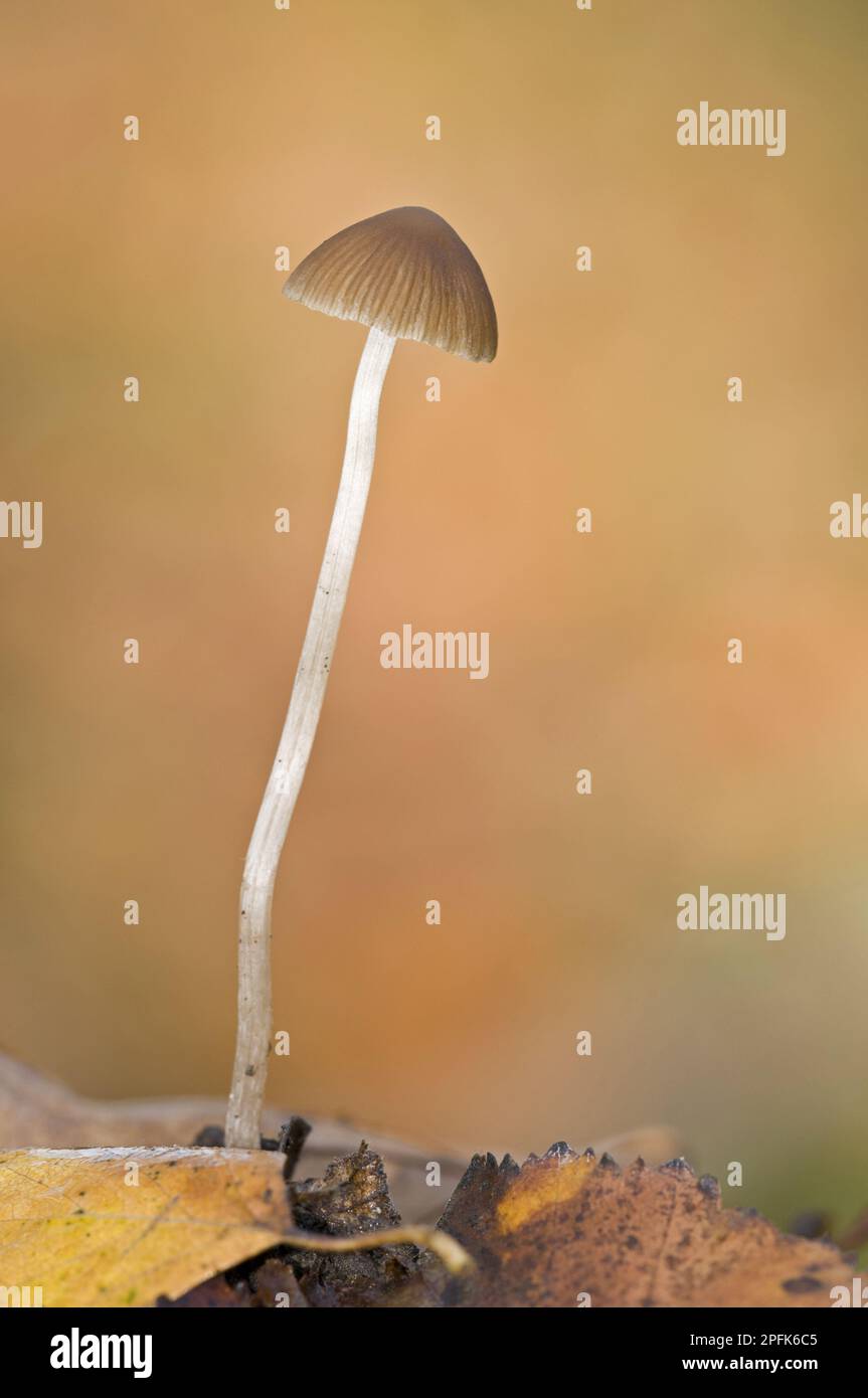 Red-edge Brittlestem (Psathyrella corrugis) fruiting body, growing in ...