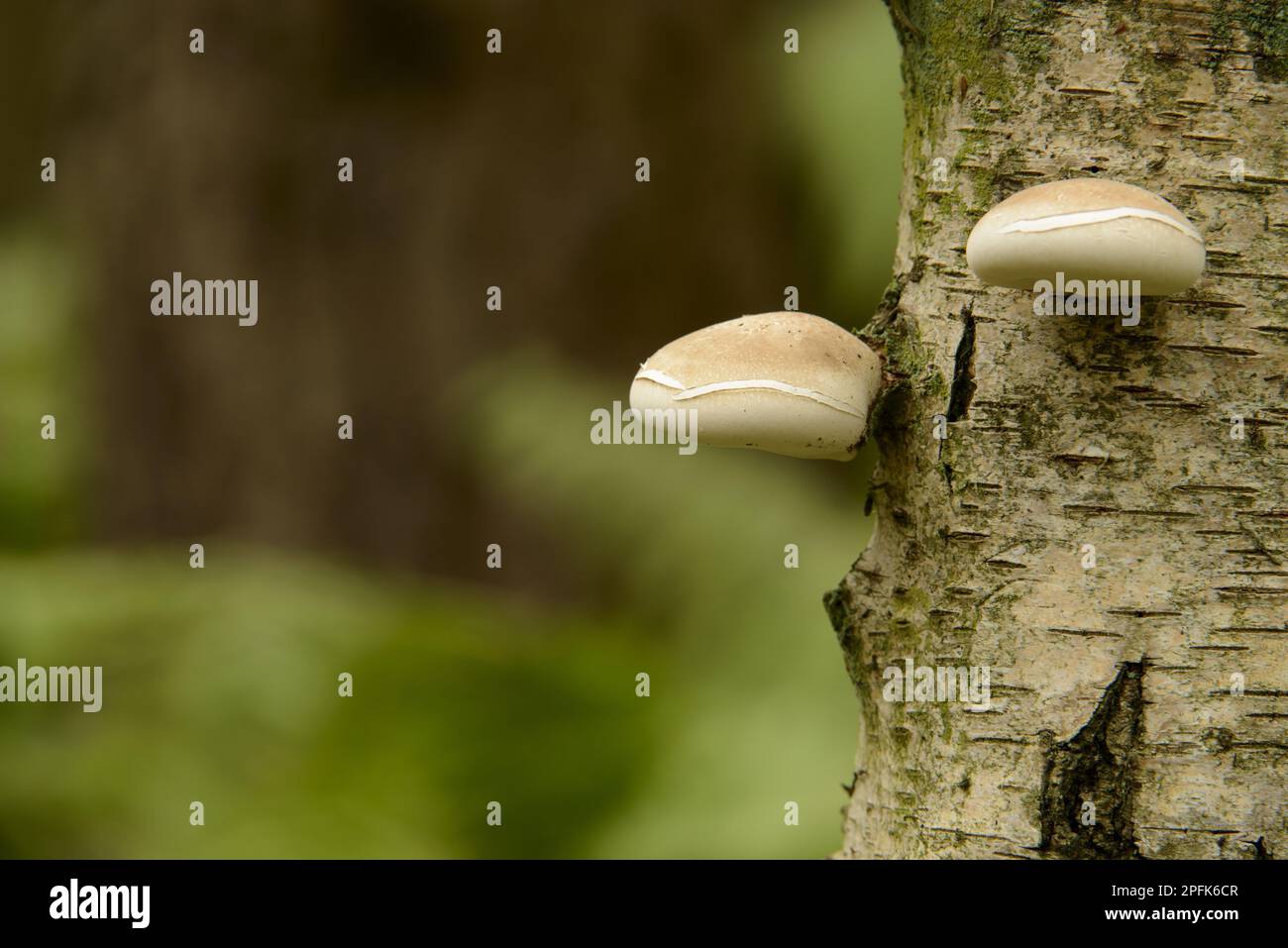 Birch Polypore (Piptoporus betulinus) fruiting bodies, growing on ...