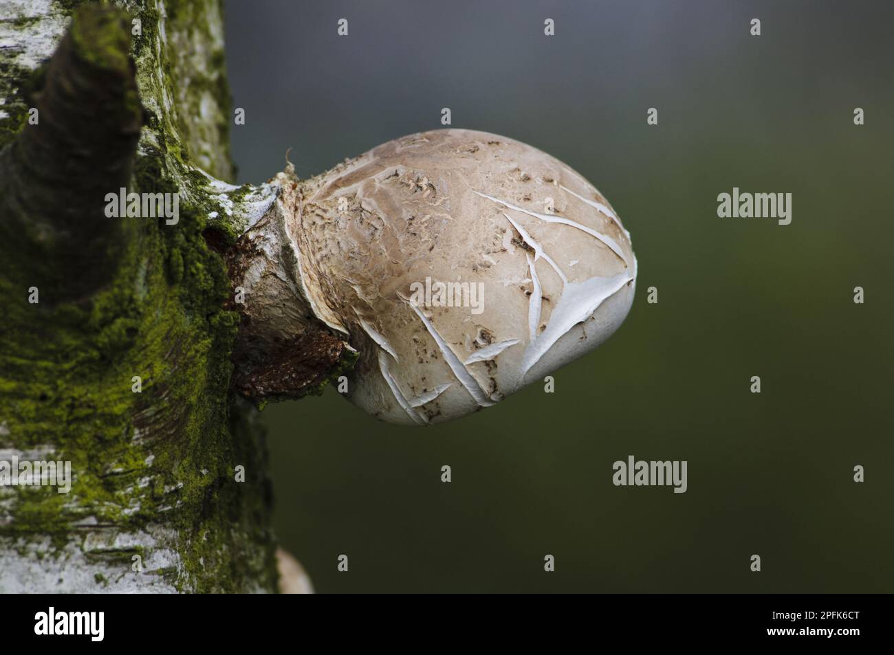 Birch Polypore (Piptoporus betulinus) young fruiting body, sprouting ...