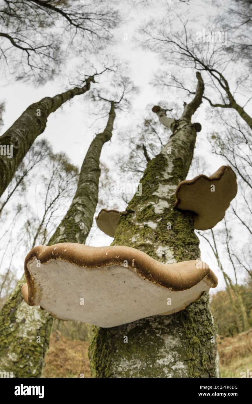Birch polypore (Piptoporus betulinus) fruiting body growing on the ...