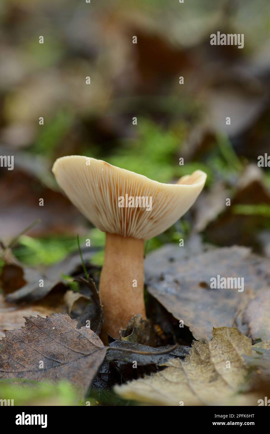 Birch Milkcap (Lactarius tabidus) fruiting body, growing amongst leaf ...