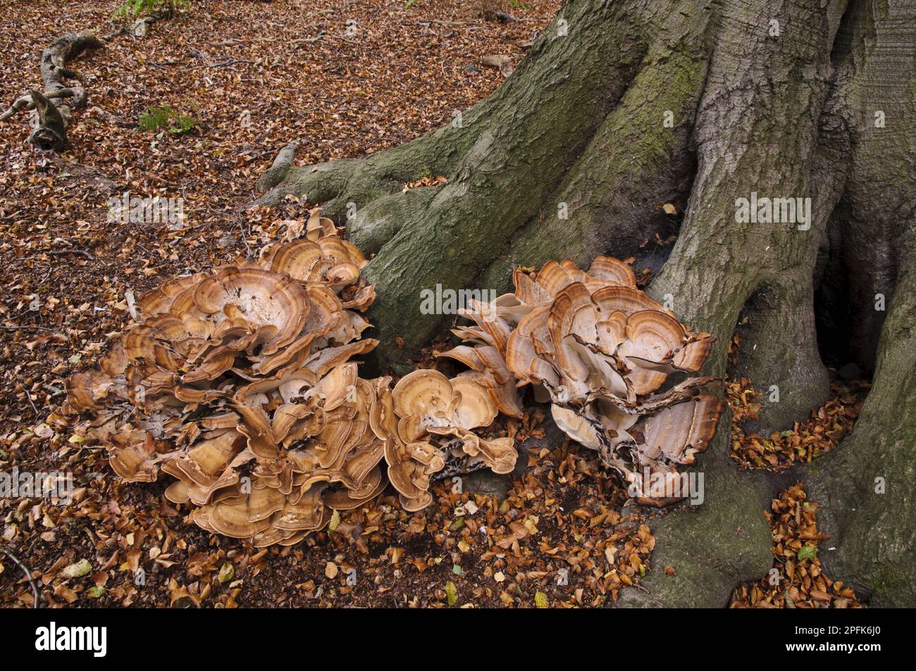 Giant Polypore (Meripilus giganteus) fruiting bodies, large cluster ...