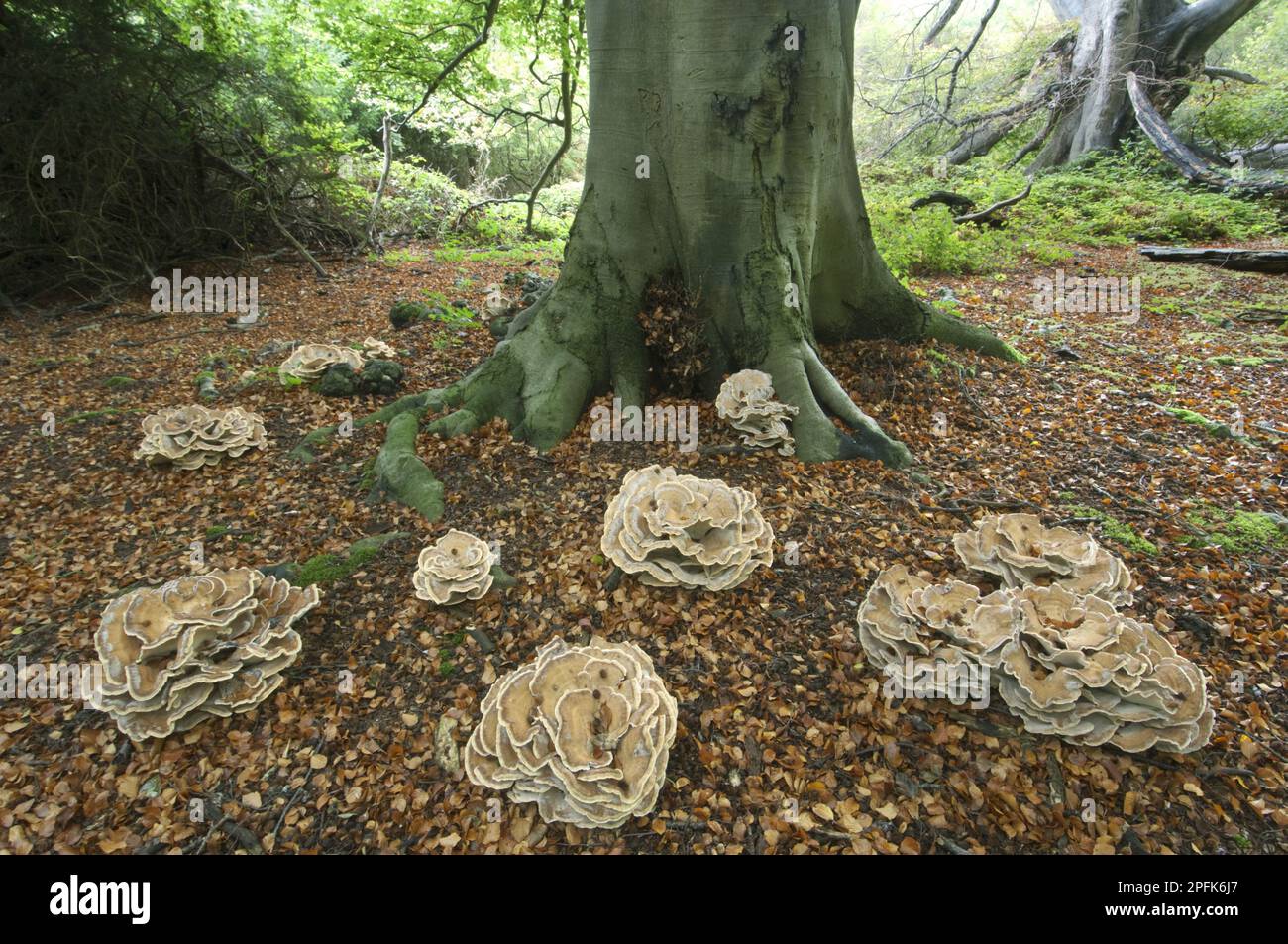 Giant polypore (Meripilus giganteus) fruiting bodies, tufts growing at ...