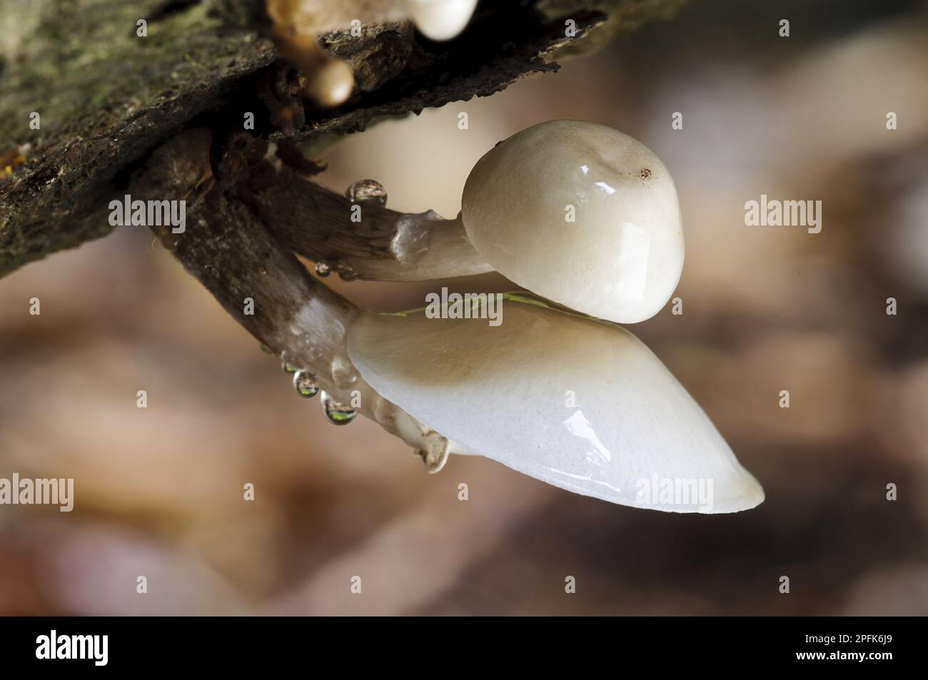 Porcelain Fungus (Oudemansiella mucida) fruiting bodies, growing on ...