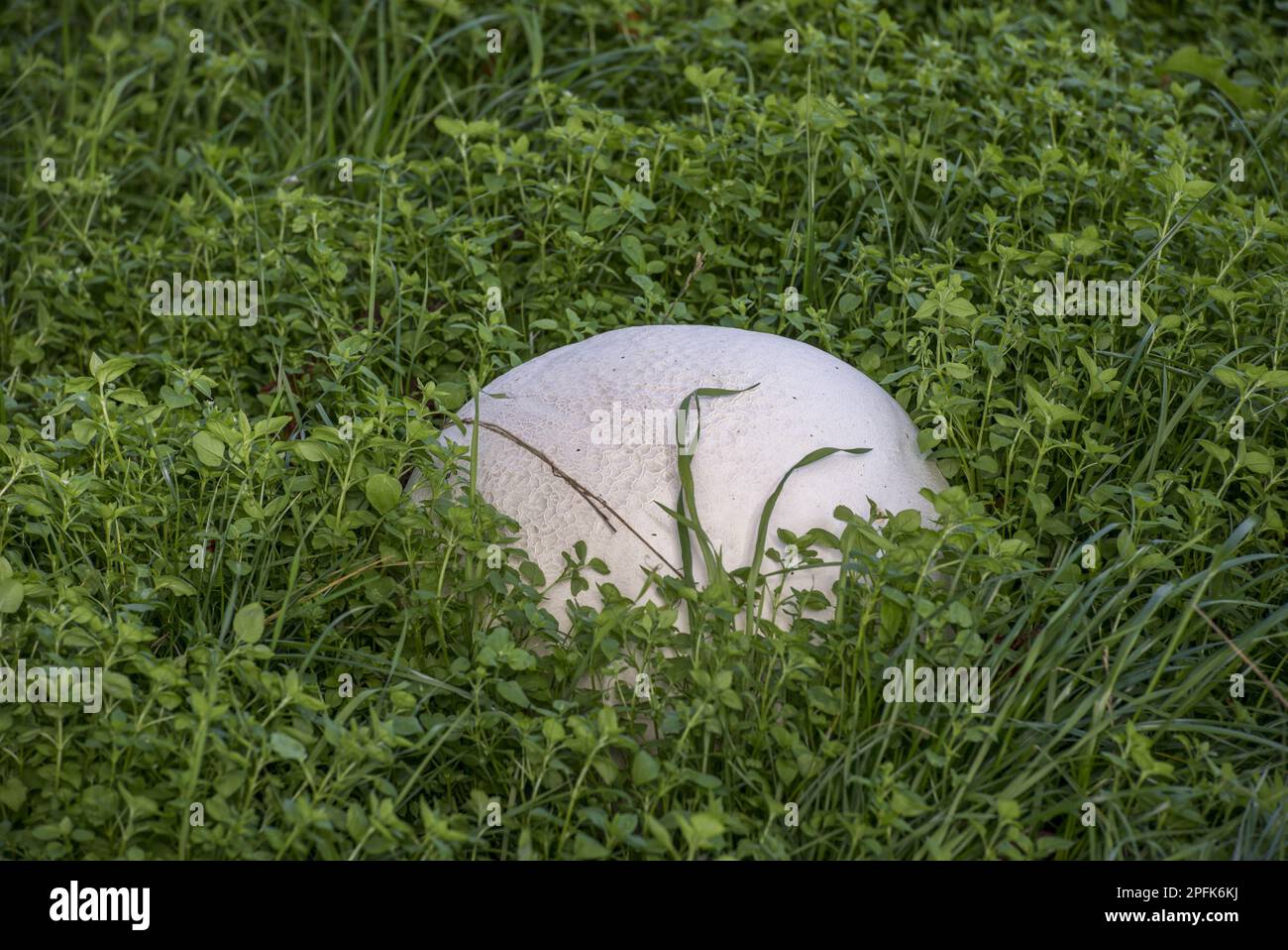 giant puffball (Calvatia gigantea) fungi, Giant puffball fruiting body ...