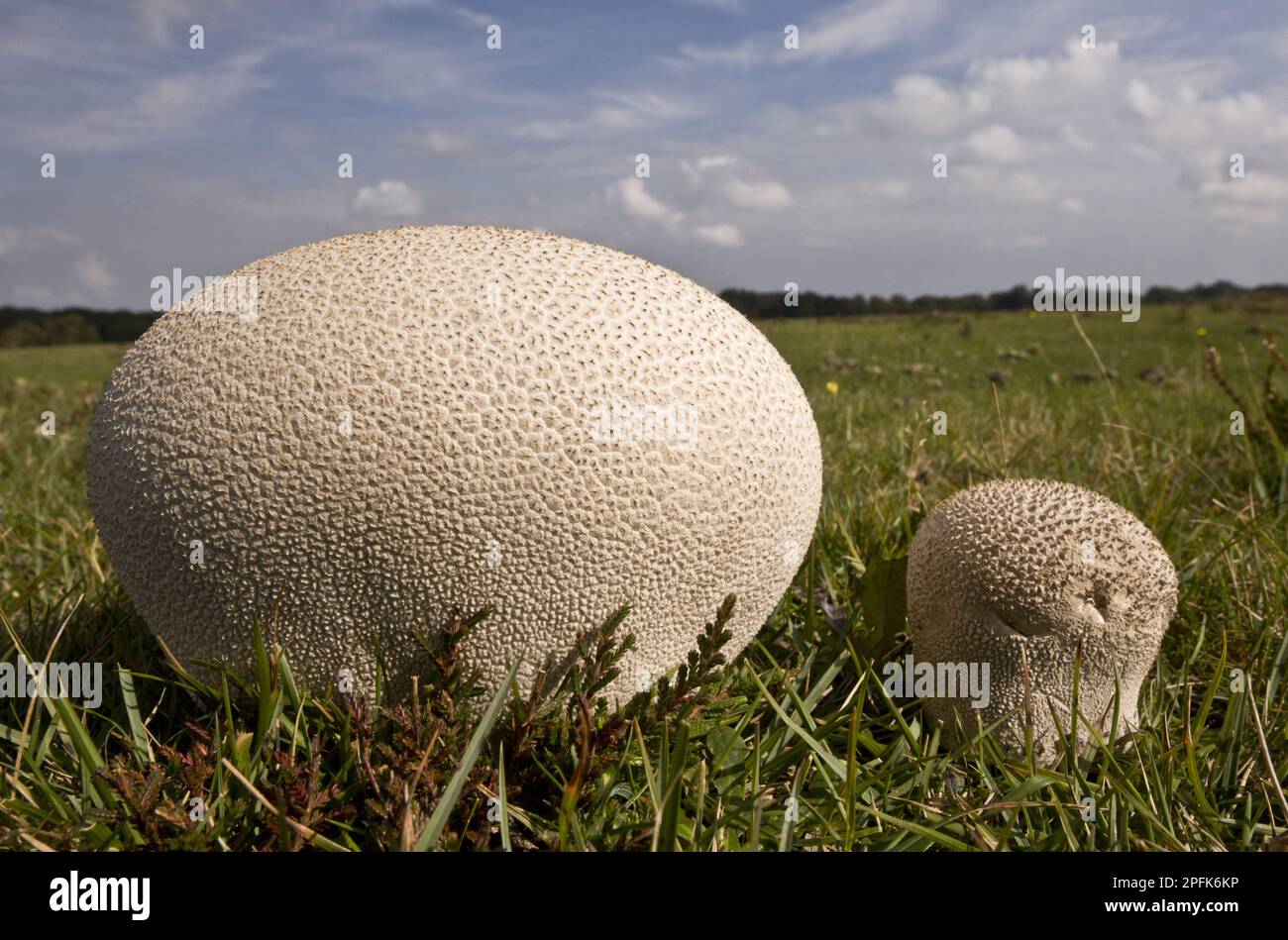 Mosaic Puffball (Calvatia utriformis) fruiting bodies, growing on ...