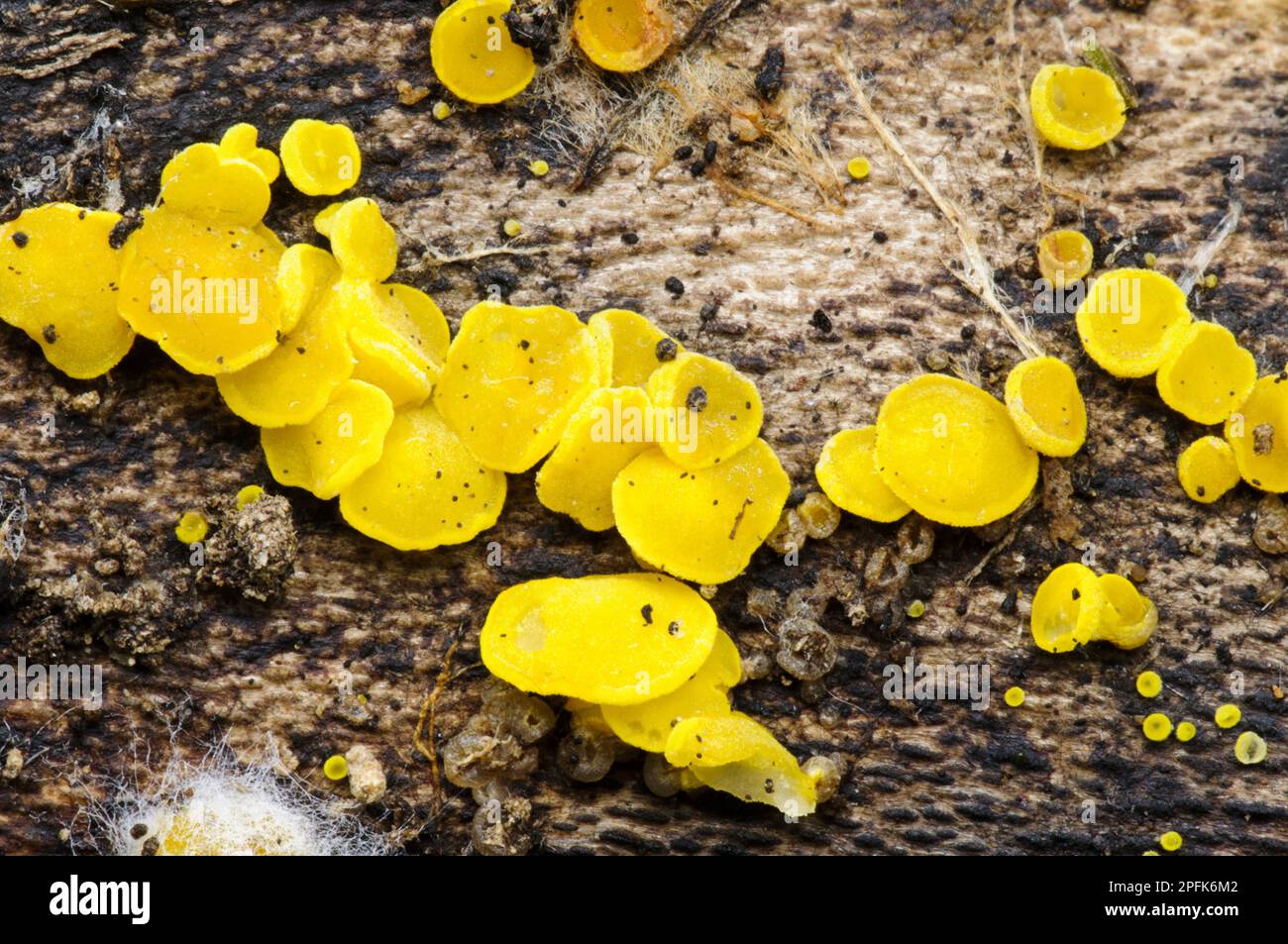 Sulphur Disco (Bisporella sulphurina) fruiting body, growing on ...