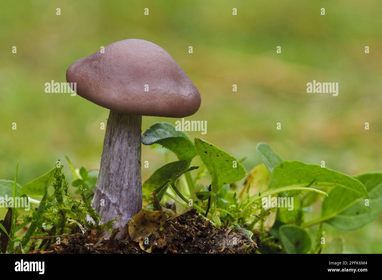 Flesh gardens hi-res stock photography and images - Alamy