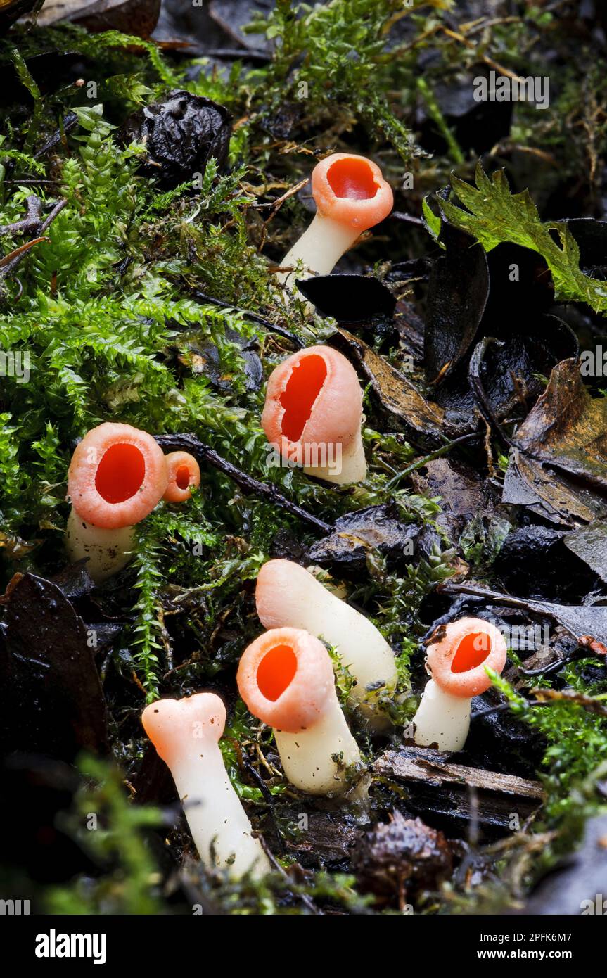 Scarlet elfcup (Sarcoscypha austriaca), Blood Red Cupling, Austrian ...
