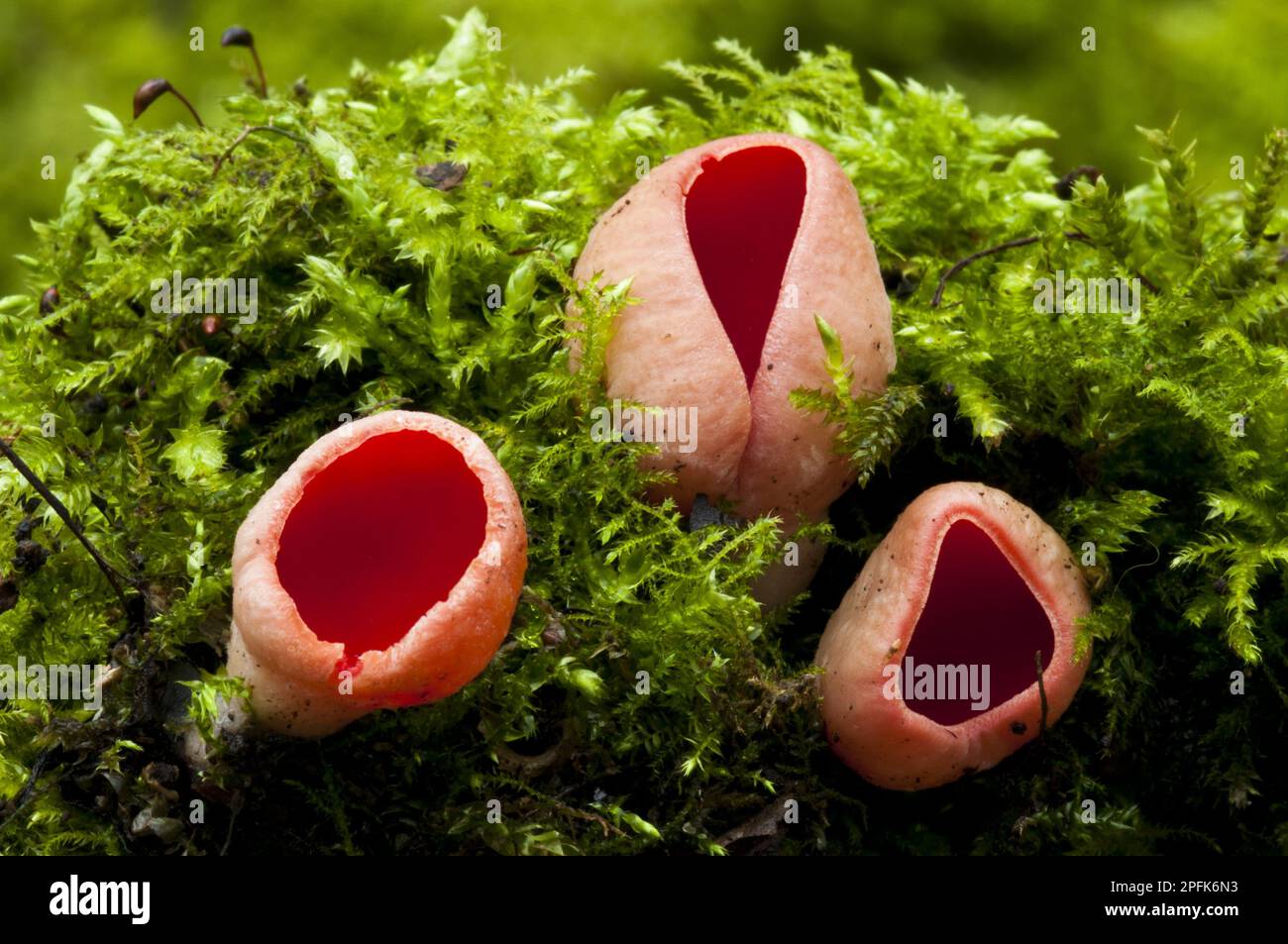 Scarlet elfcup (Sarcoscypha austriaca), Blood Red Cupling, Austrian ...