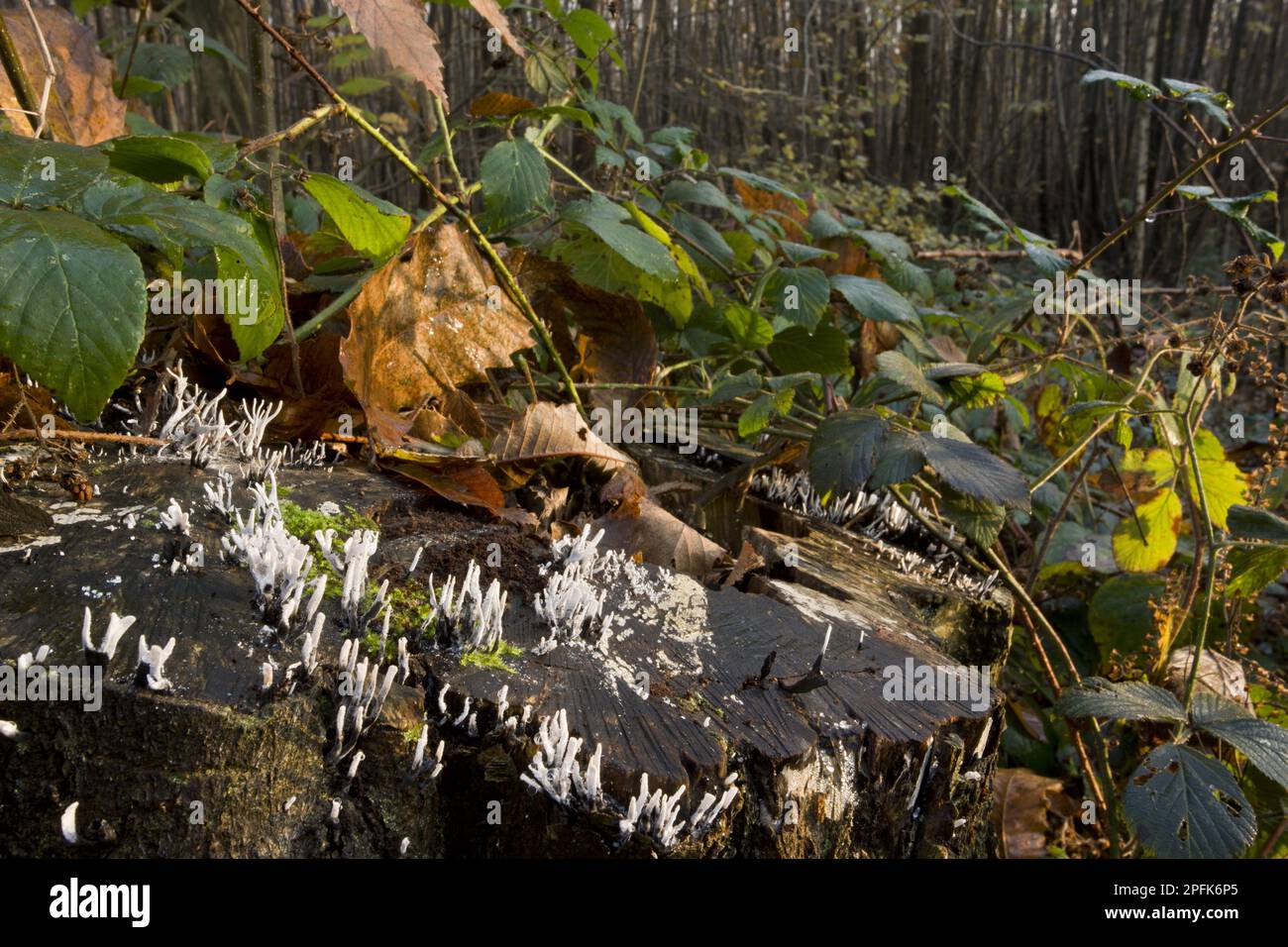 Candle-snuff Fungus (Xylaria hypoxylon) fruiting bodies, growing on ...