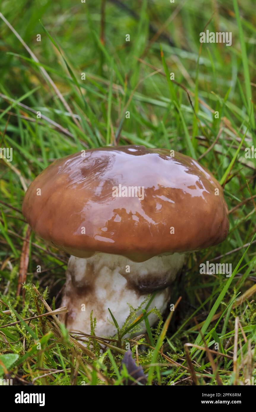 Slippery slippery jack (Suillus luteus) moist fruiting body, growing in ...
