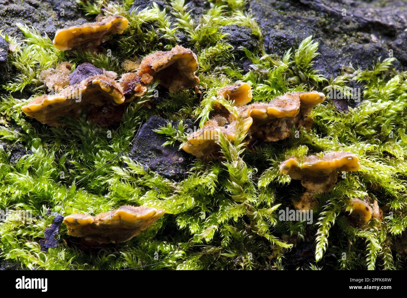 Hairy stereum (Stereum hirsutum), Hairy Stereum fruiting bodies ...