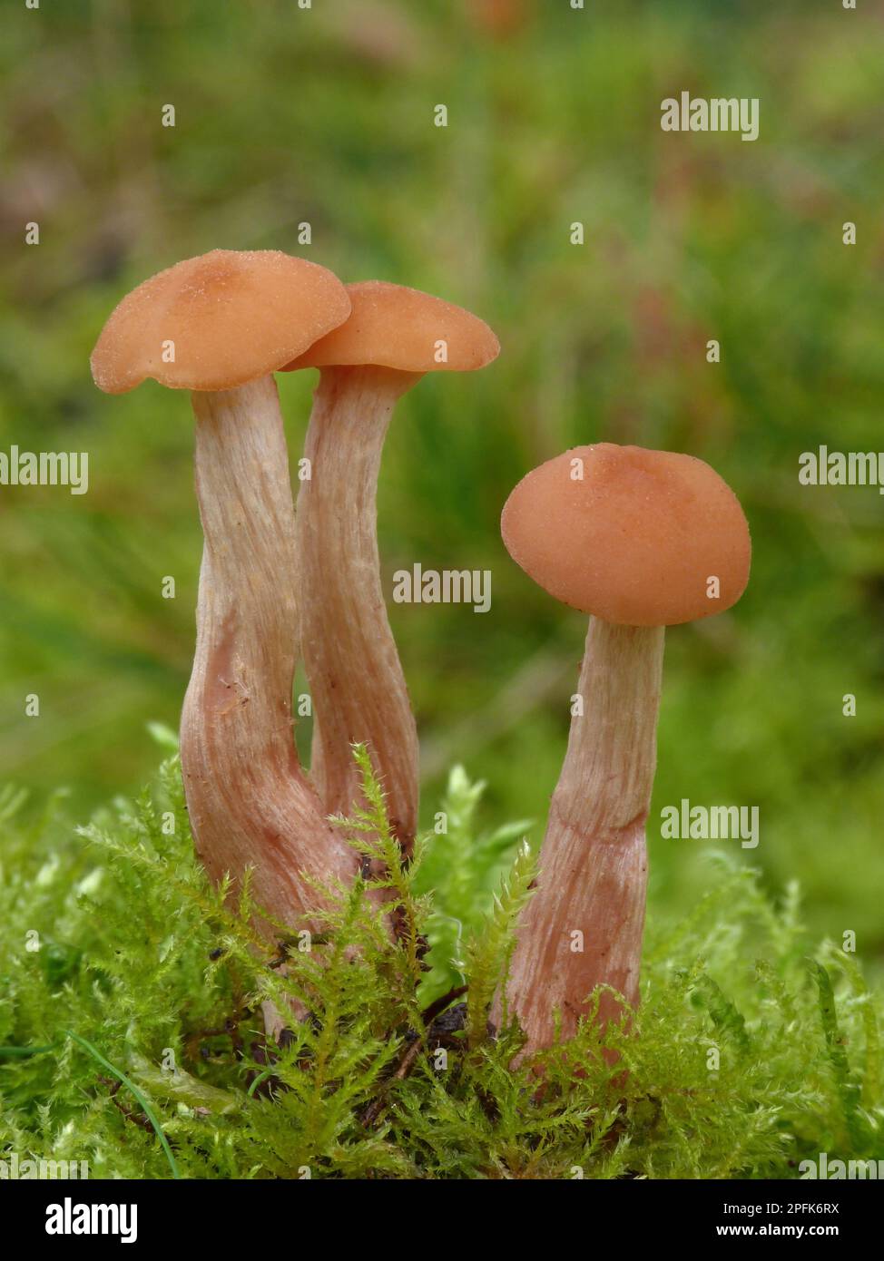 Spindle shank collybia fusipes hi-res stock photography and images - Alamy