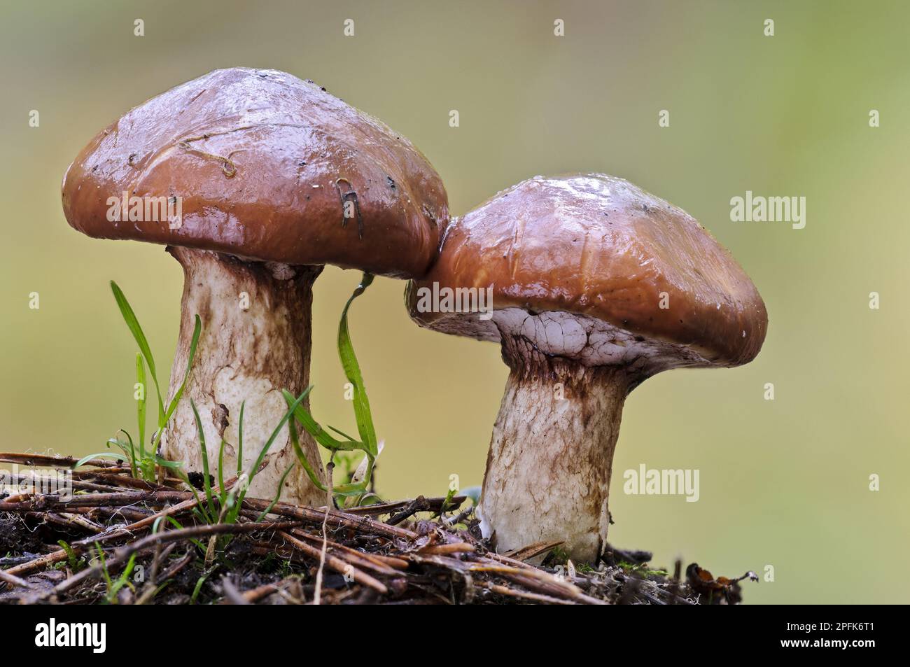 Slippery slippery jack (Suillus luteus) two fruiting bodies, Clumber ...