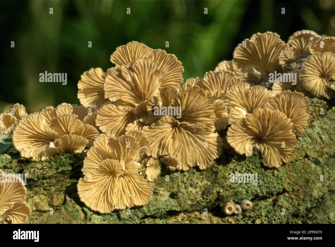 Split gill (Schizophyllum commune), Fungi, Split-gill Fungi fruiting ...