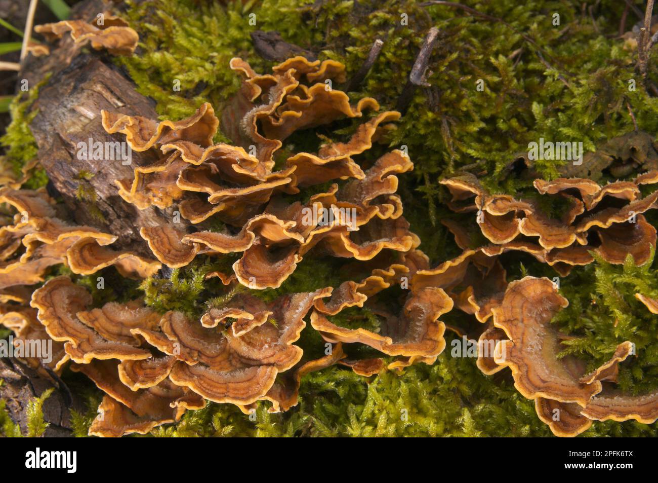 Hairy stereum (Stereum hirsutum), Hairy Stereum fruiting bodies ...