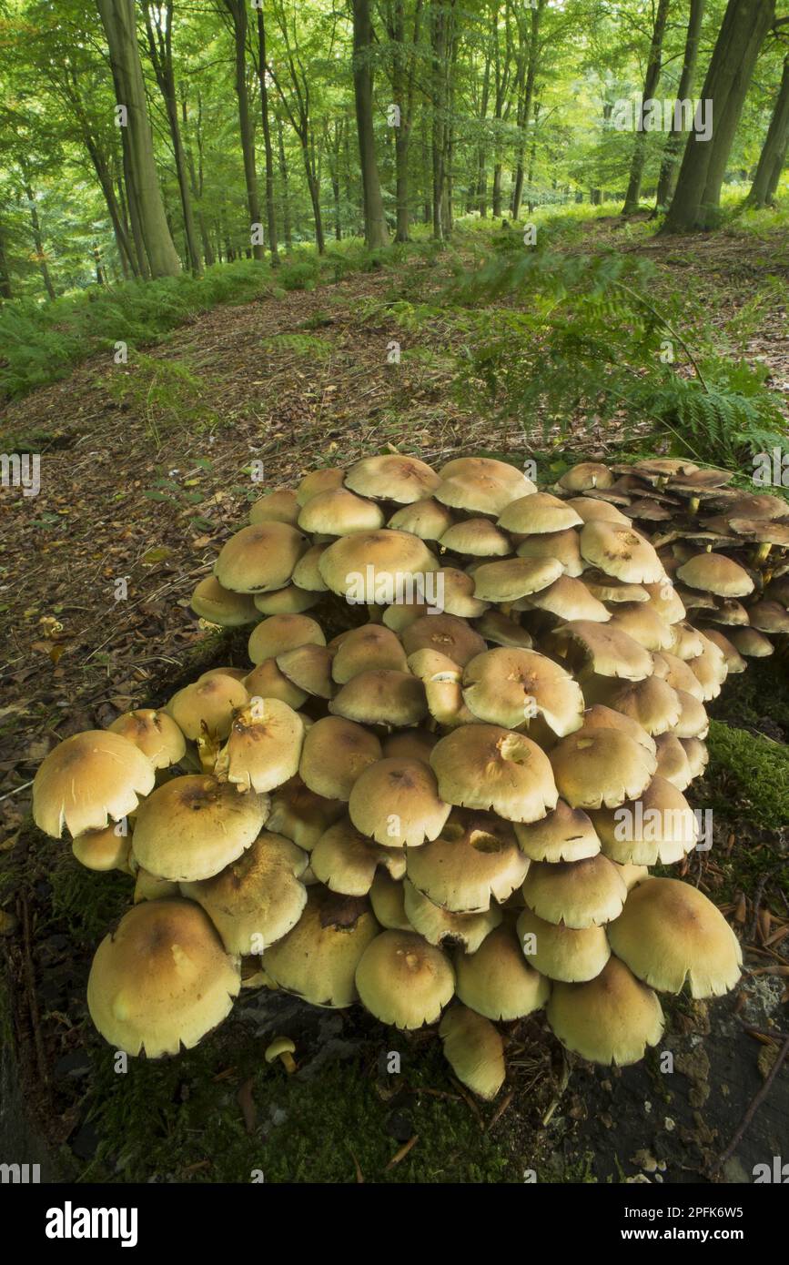 Sulphur tuft (Hypholoma fasciculare), fruiting body, cluster on stump ...