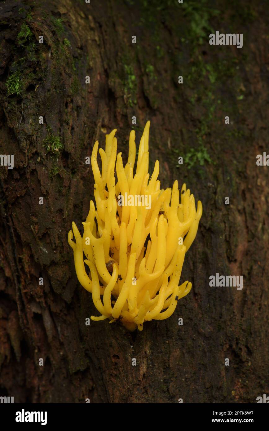 Yellow Stagshorn (Calocera viscosa) Fungus fruiting body, growing on ...