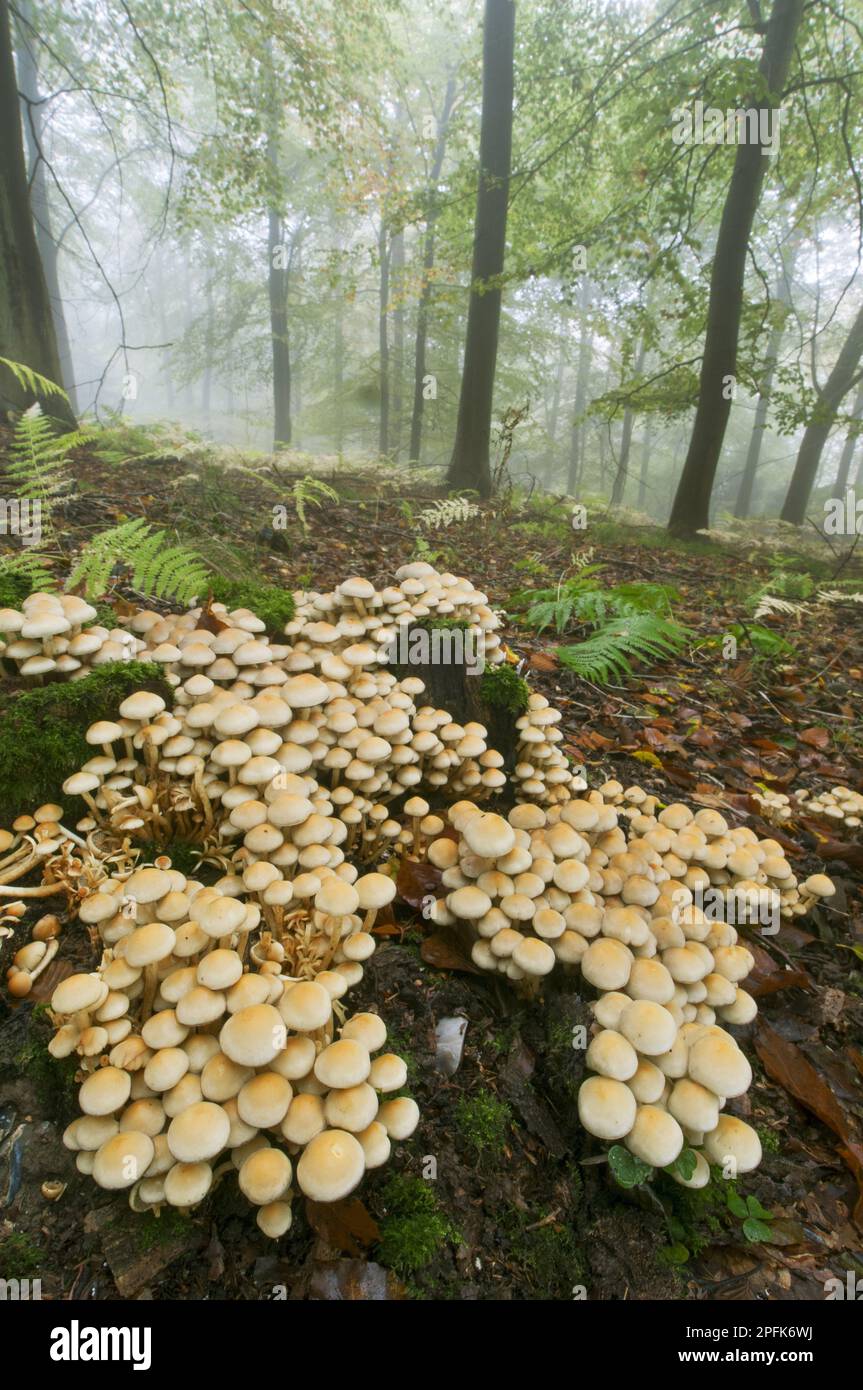 Sulphur tuft (Hypholoma fasciculare) fruiting body, cluster growing in ...
