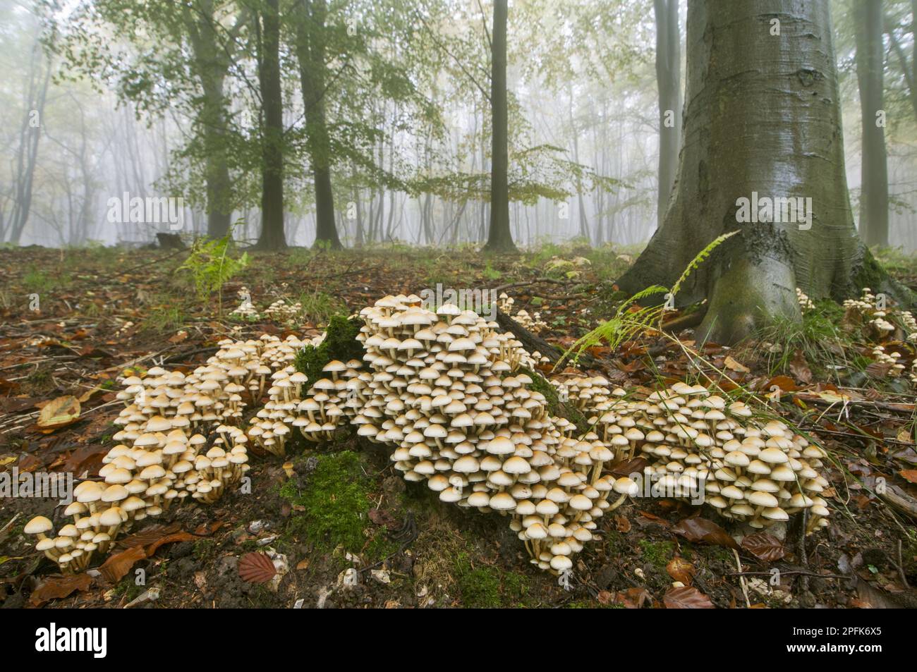 Sulphur tuft (Hypholoma fasciculare) fruiting body, cluster growing in ...