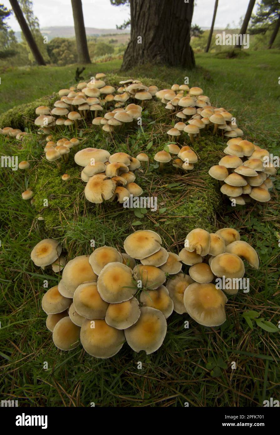 Sulphur Tuft (Hypholoma fasciculare) Fungi fruiting bodies, Derbyshire ...