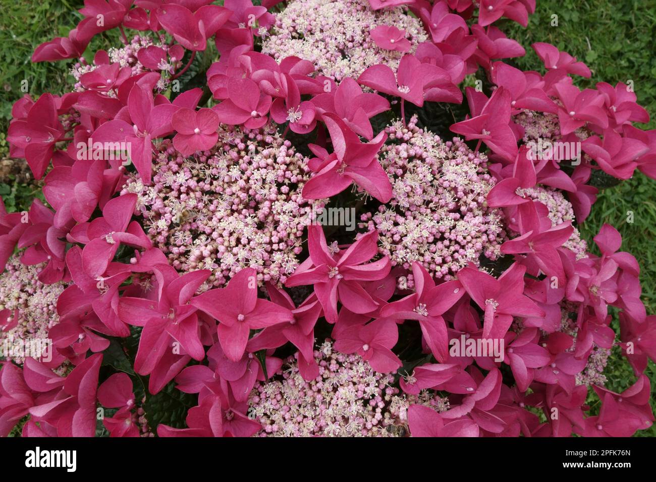 Flowers of Red Lacecap, bigleaf hydrangea (Hydrangea macrophylla) small ...