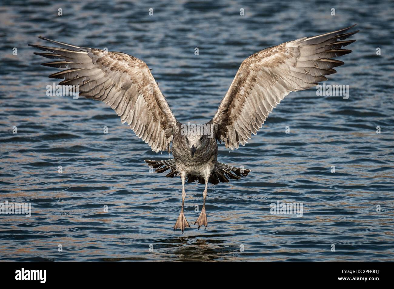 Madrid, Spain. 17th Mar, 2023. A lesser black-backed gull (Larus fuscus ...