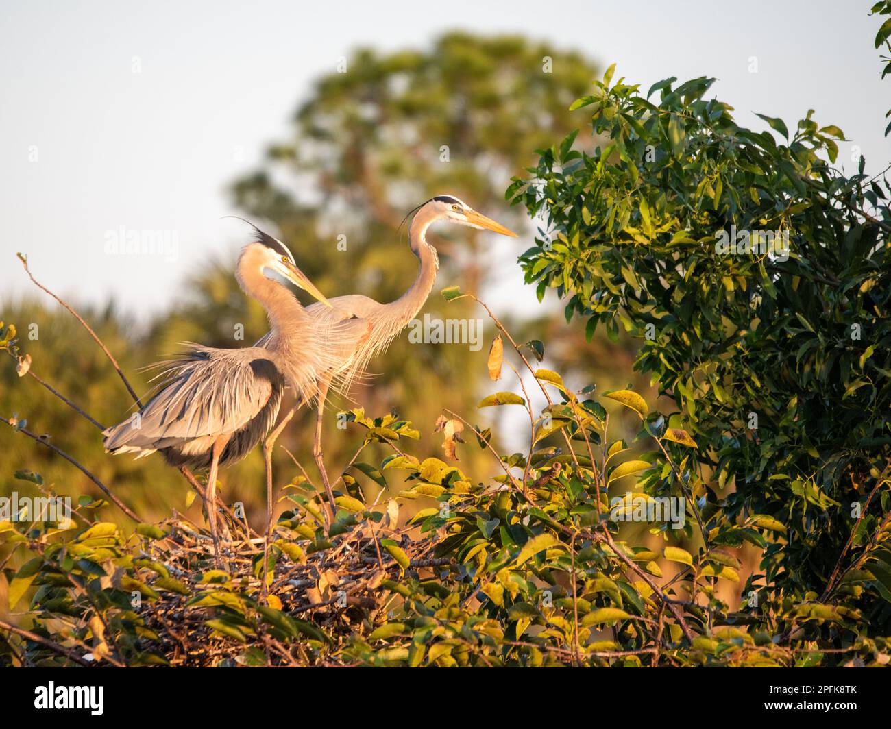 Male and female herons hi-res stock photography and images - Alamy